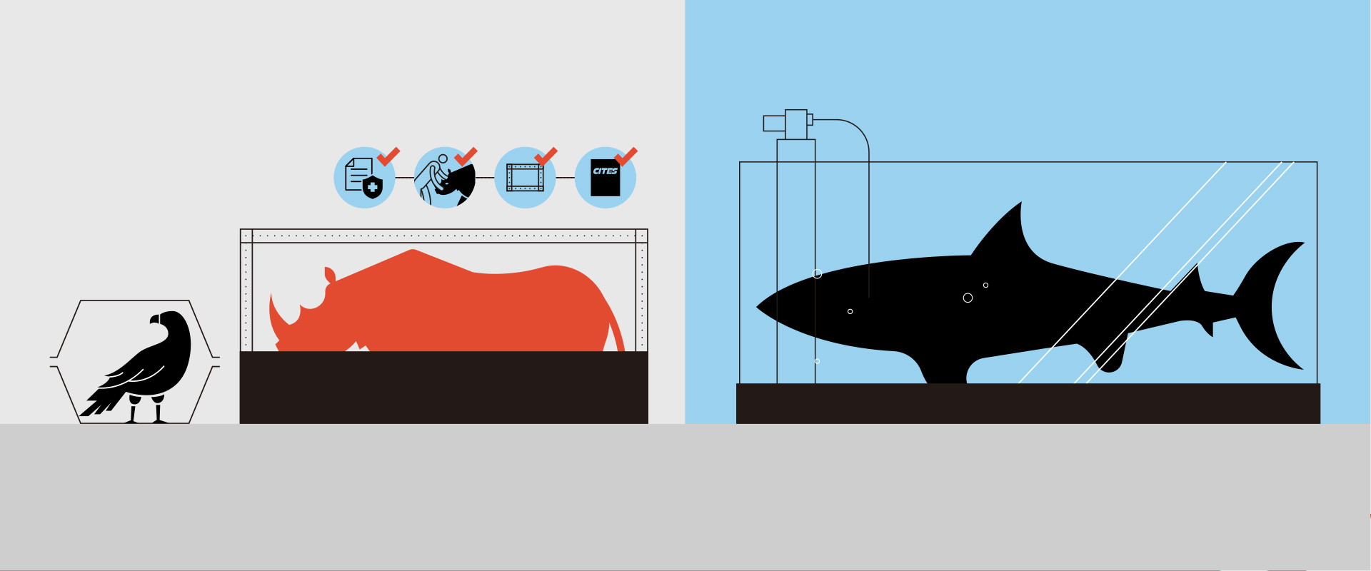 Animal magic - Hactl